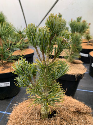 Pinus parviflora ‘Blue Lou’ – Larch Cottage Nurseries